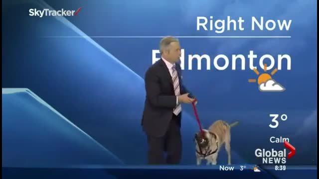 Weatherman Attempts To Deliver Forecast with a Dog; It Doesn’t Go Well ...